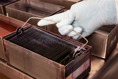 Scientist Staining Microscope Slides For Cytology Studies In The Scientist Staining Microscope Slides For Cytology Studies In The