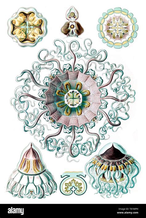 Cnidaria Drawing
