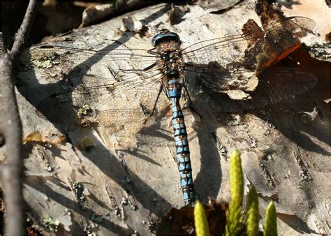 Aeshna Caerulea Mâle Finlande