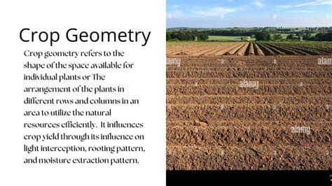 Plant Density And Crop Geometrypptx Agriculture Industries