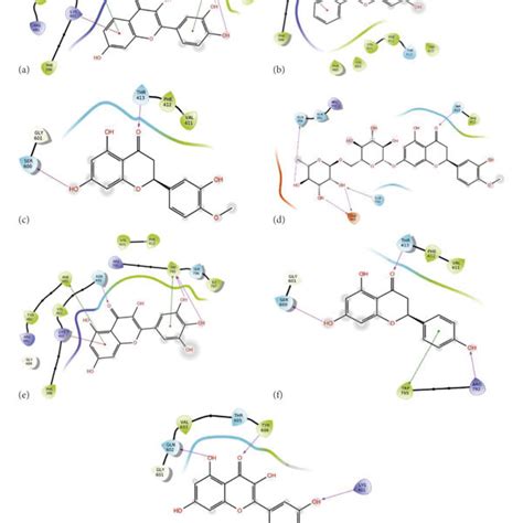 Protein Ligand Contact Of Molecular Dynamic Simulation For 5000 Ps A Download Scientific