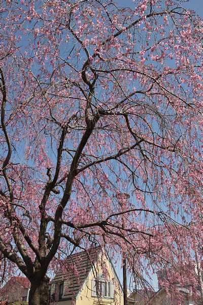 枝垂桜