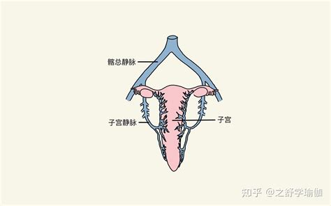 女性经期的瑜伽习练原则（二） 知乎
