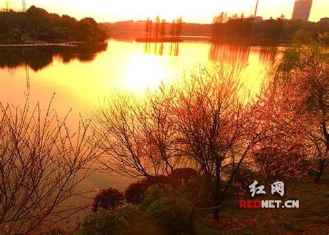 生態衡陽花開春意濃 每日頭條