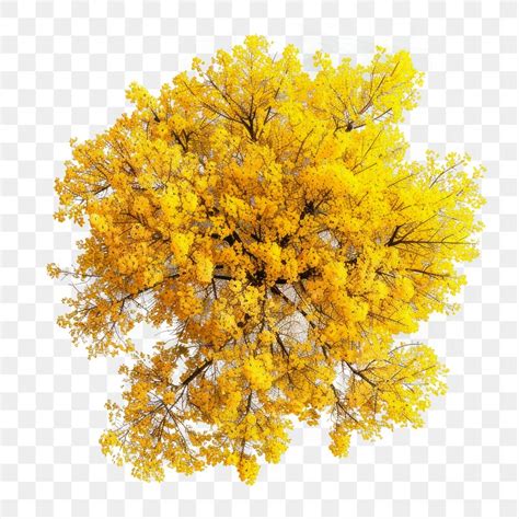 Top Tree PNG Images Free Photos PNG Stickers Wallpapers Backgrounds Rawpixel