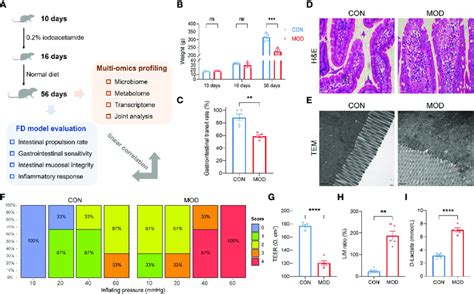 Phenotypes Found In The Rat Model Of Fd A A Schematic Diagram Of The