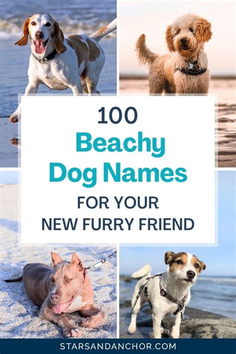 100 Fun Beach Dog Names For Your Seaside Pup Or Cat Artofit