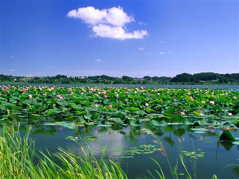 旅游问答 白洋淀在哪里 白洋淀旅游网