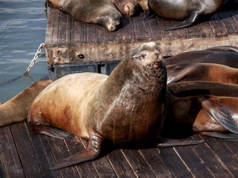 Steller Sea Lion Chonkers Causes A Stir In San Francisco