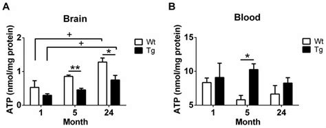 Atp Contents Were Detected By Atp Bioluminescence Assay In The Brain Download Scientific