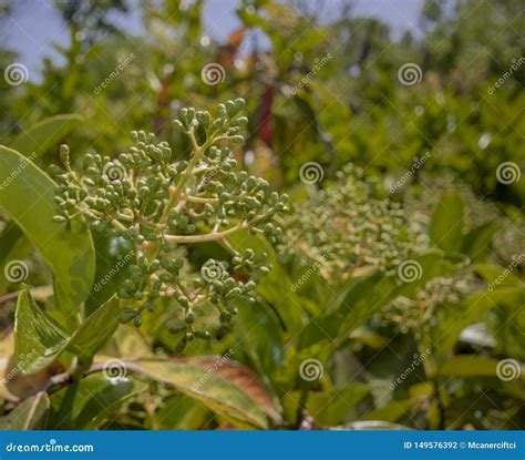 La Versi N Verde De Las Frutas De La Planta Brillante De La Alhe A Bu