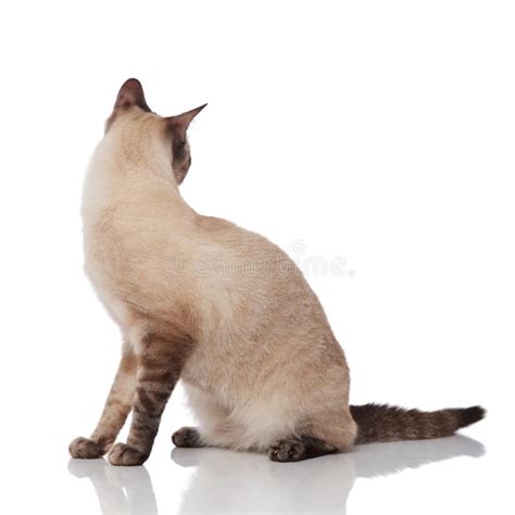 Cat Sitting Side Profile