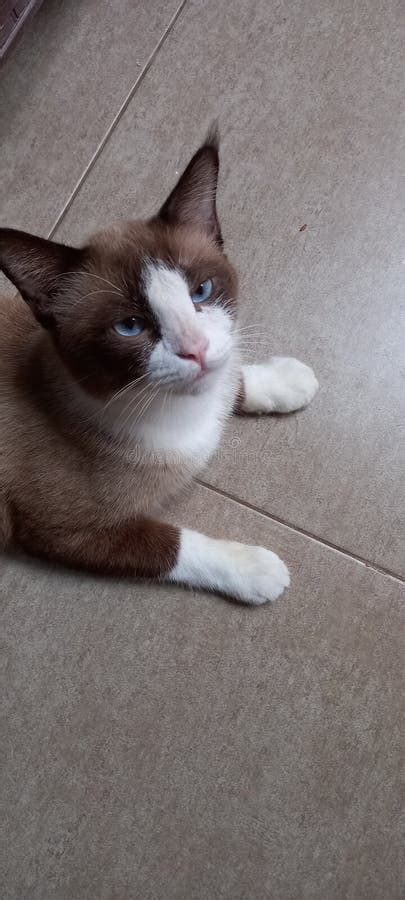 The Daily Behavior Of Cute And Adorable Cats Inside The House Stock