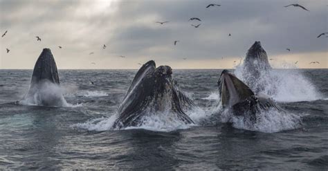 Do Whales Live In Groups How Do Groups Of Whales Behave A Z Animals