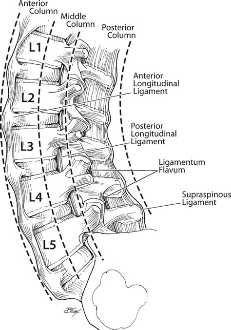 Lumbar Spine Neupsy Key