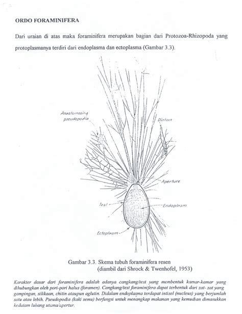 Phylum Protozoa Belajar Geologi Blog Tentang Ilmu Kebumian