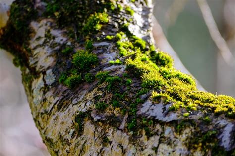 Premium Photo Tree And Moss