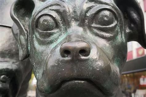 Instagram Famous Dog Momo Dies After Inspiring Picture Books Mylondon
