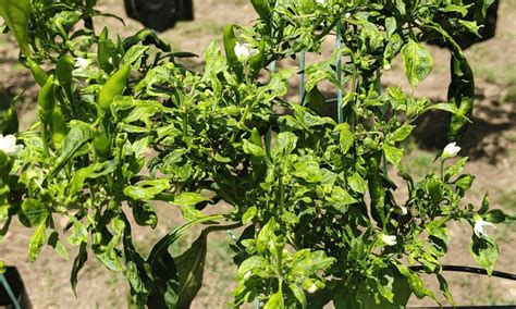 Brown Or Rust Spots On Guava Leaves Causes And Treatment