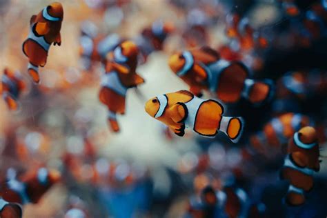 The Unique Gender Shifting Mating Strategy Of Clownfish Animals