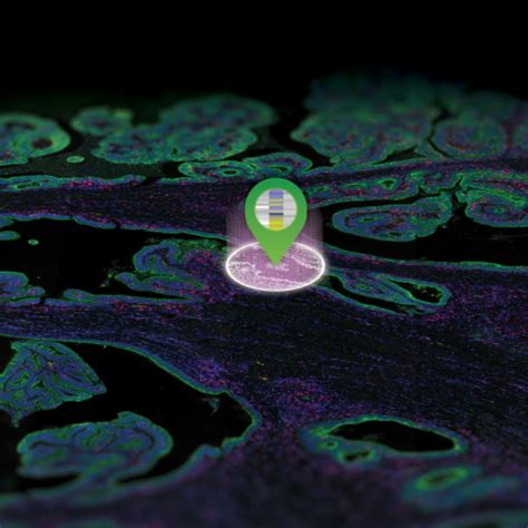 GeoMx Digital Spatial Profiler NanoString