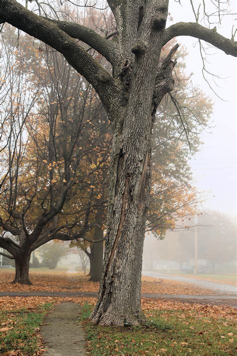 Tree Struck By Lightning Photograph By Theresa Campbell Pixels