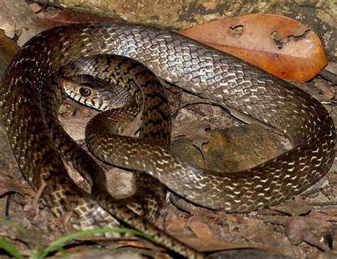 Yellow Tailed Cribo Life Expectancy