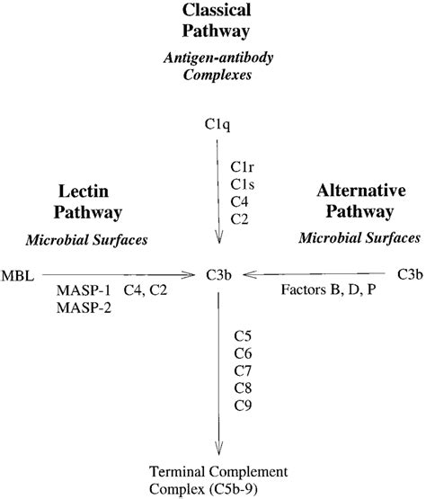Three Pathways Of Complement Activation A Simplified Schematic Figure