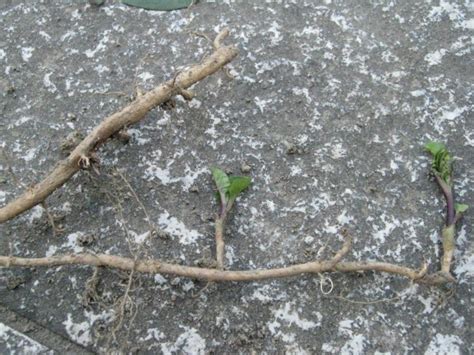 ホオズキの地下茎 山里フィールドノート blog