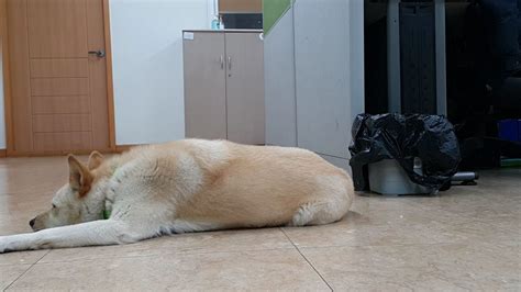 봄이 되고 따스해지니 자꾸만 잠만 잘려고 하는 공장 진돗개 L 편하게 놀라고 개장에서 나와 사무실에 자유롭게 풀어주니 편하게 잠만 잔다 L 한 자세로 오래 잘 수 없는