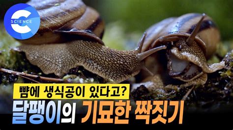 동양 달팽이 당신의 이상적인 정원을 채워줄 비밀 동반자 클릭해서 알아보세요