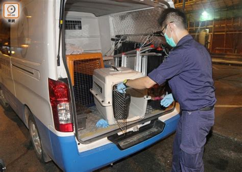 土瓜灣垃圾袋藏貓屍棄後巷 惹虐殺疑雲｜即時新聞｜港澳｜oncc東網