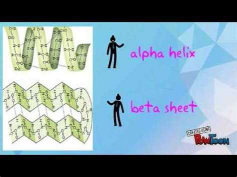 Formation Of Beta Sheet YouTube