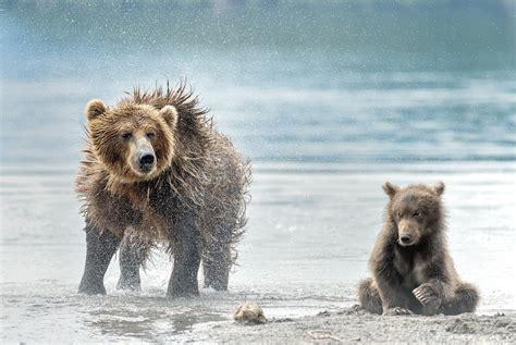 Bears Cubs Brown Bears Three 3 Hd Wallpaper Rare Gallery