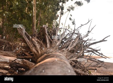 A Fallen Tree With Huge Dry Roots On The Shore Stock Photo Alamy