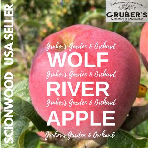 3 Wolf River Apple Fruit Tree Scion Cutting Scionwood Wood