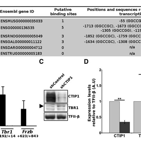 Analysis Of Ctip1 Expression Across Cortical Layers During Cortical Download Scientific Diagram