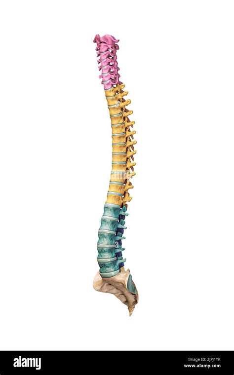 Three Quarter Anterior Or Front View Of Accurate Human Spine Bones With