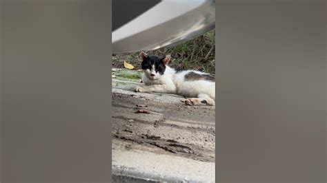 고양이강아지헌터 Cat Cute 고양이 길냥이 노묘 Youtube