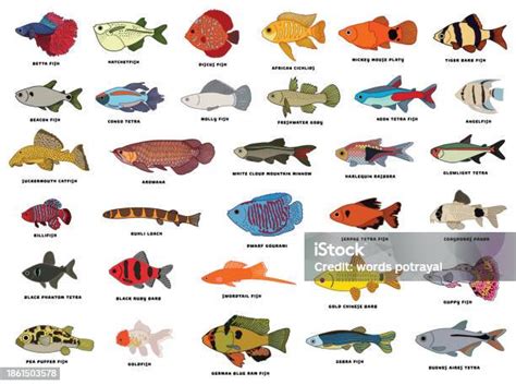 벡터 일러스트 레이 션 아이콘 세트 다른 물고기 와 함께 이름 아이콘 흰색 배경에 고립 물고기에 대한 스톡 벡터 아트 및 기타 이미지 물고기 낚시 호수 Istock
