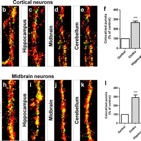 Astrocytes From Different Brain Regions Induce Synapse Formation Download Scientific Diagram