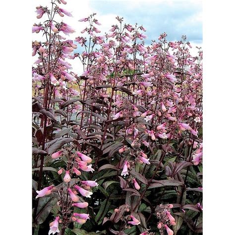 Penstemon Dark Towers Plante Vivace Le Chatel Des Vivaces