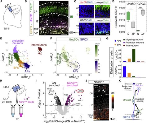 Gpc3 Unc5 Receptor Complex Structure And Role In Cell Migration Cell