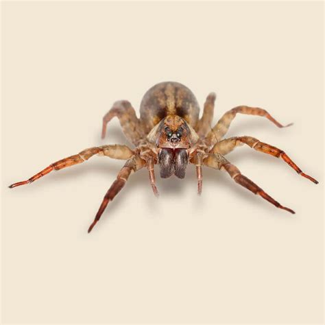 Wolf Spider Hearts Pest Management