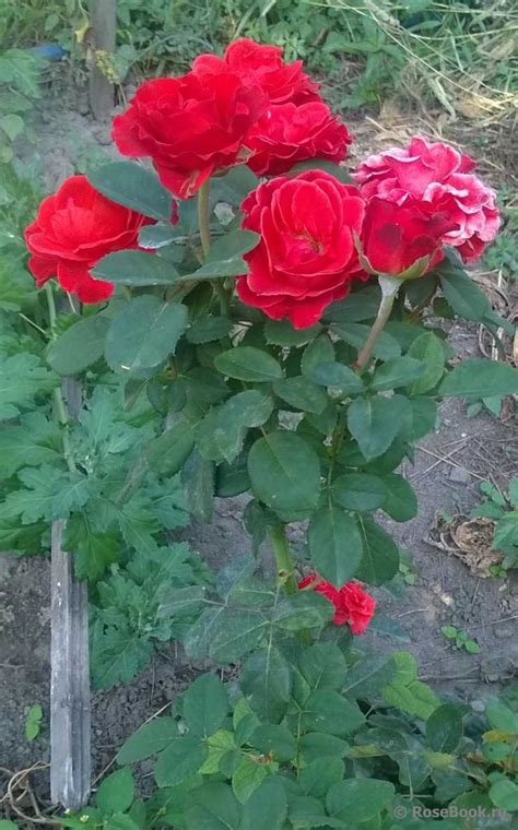 Роза Торо Описание Фото – Telegraph