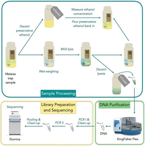 Schematic Workflow Of Favis Metabarcoding Protocol Comprising Three Download Scientific