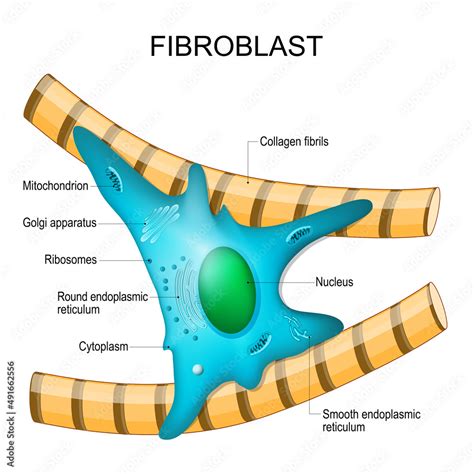Fibroblast Anatomy Structure Of Cell Stock Vector Adobe Stock