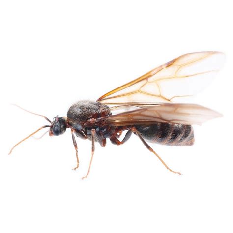 How To Get Rid Of Flying Ants