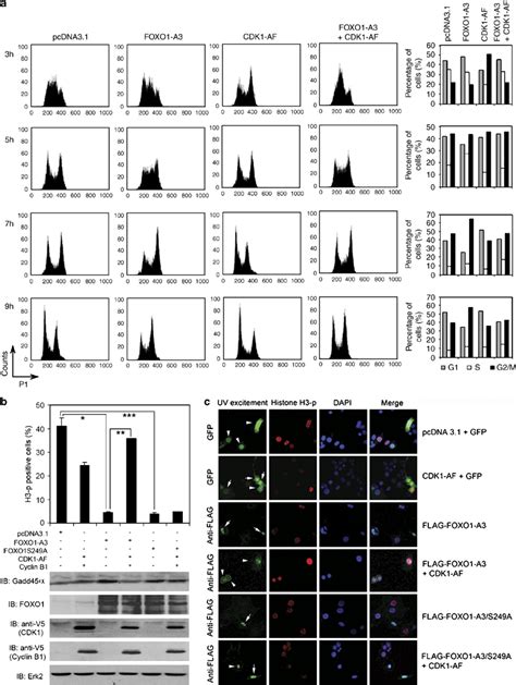 Cdk1 Inhibits Foxo1 Induced Delay In The G2 To M Transition A Facs Download Scientific