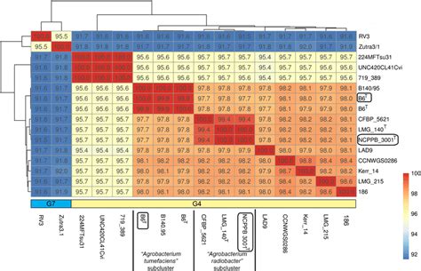 A Heatmap Showing The Hierarchical Clustering Of Agrobacterium Strains Download Scientific